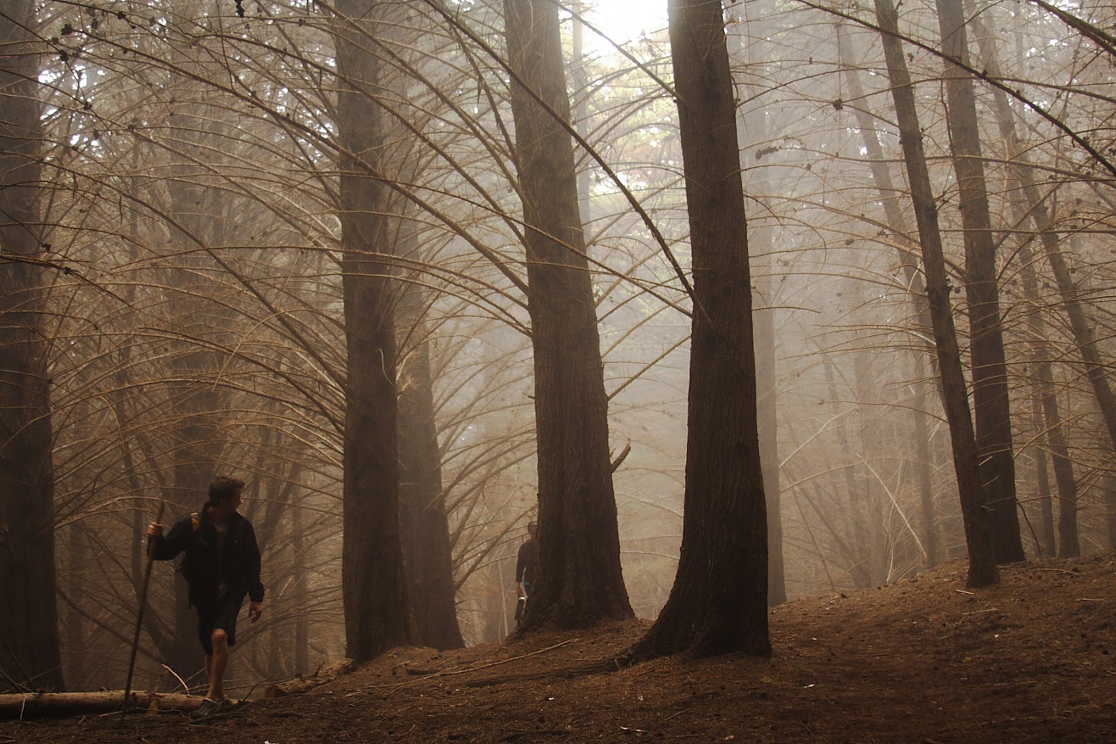 Poli Poli: Hiking the Redwoods of Maui