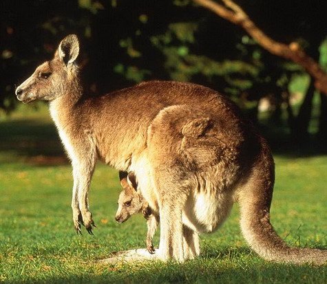 Basic Facts About Kangaroos ~ plants and animals