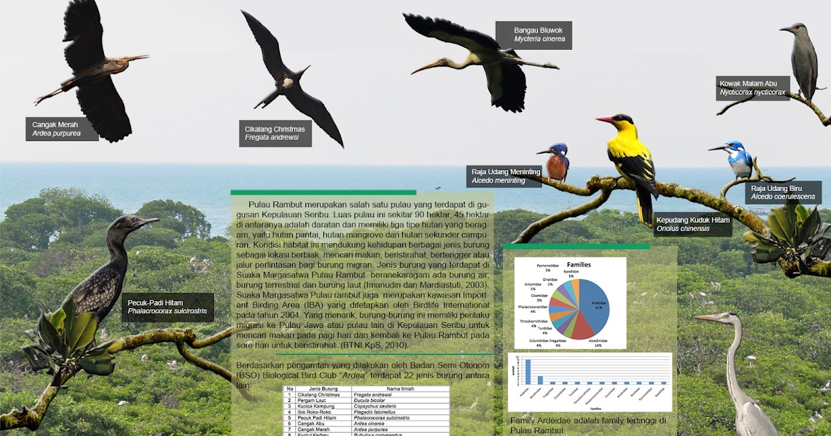 Burung-Burung di Pulau Rambut - Biological Bird Club "Ardea"