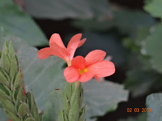 Jiv's Photography: Aboli............... Firecracker Flower