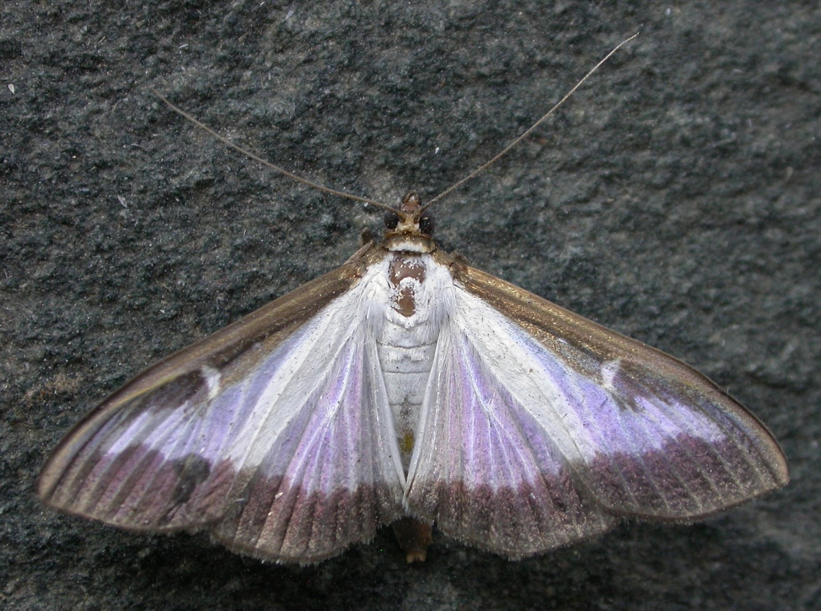 The Bald Birder (and Moffer): Box-tree Moth, Larkfield, Kent: 5 Sept 2018