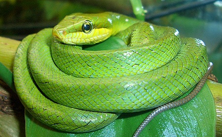 EKOGEO: KEANEKARAGAMAN JENIS ULAR DI INDONESIA