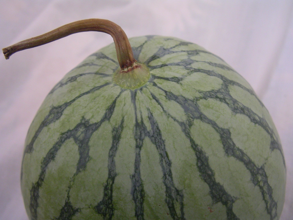 Plant World: Plant World:Watermelon