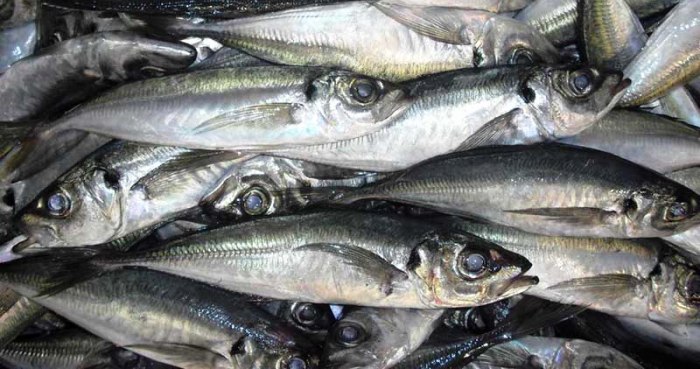 PESCADORES DE SÃO MIGUEL PODEM CAPTURAR 400 QUILOS DE CHICHARRO POR DIA ...