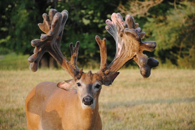 Charles "Deer Man" Black