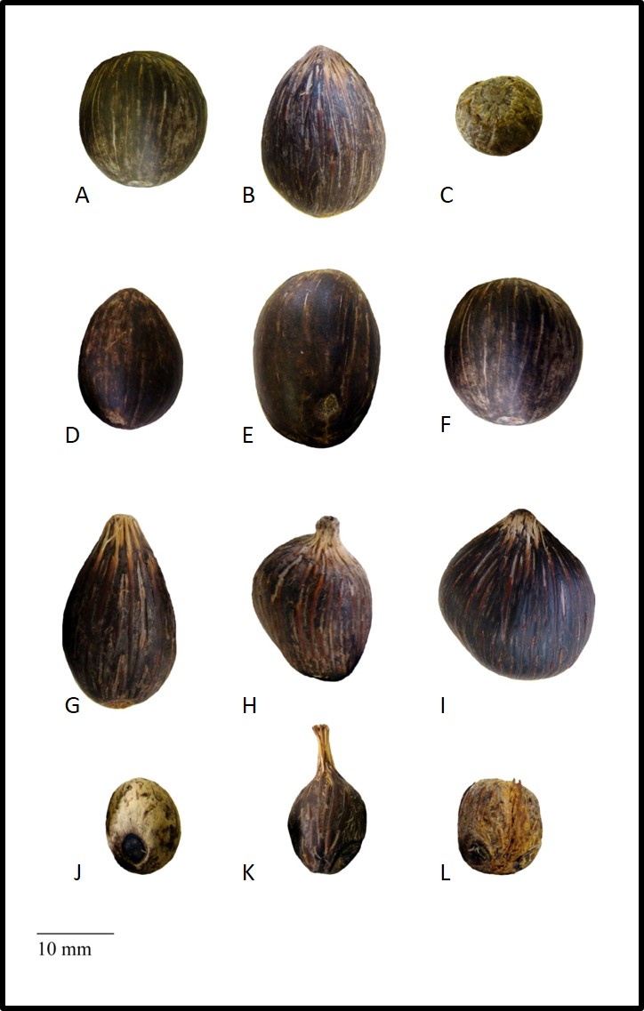Dendê-africano (Elaeis guineensis Jacq.) | A planta da vez