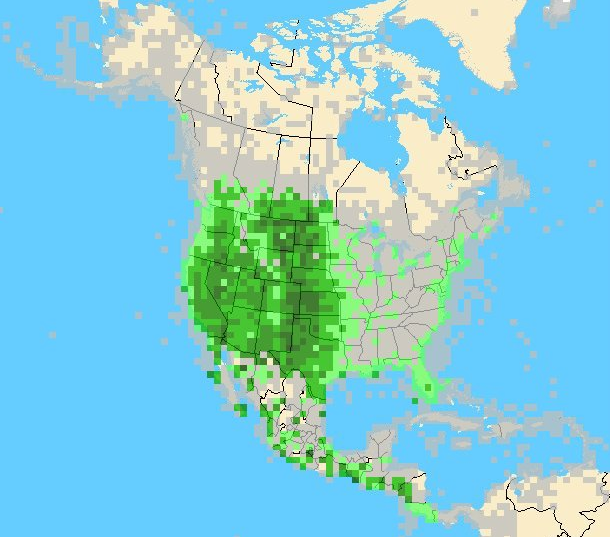 Birding Is Fun!: Western Kingbird