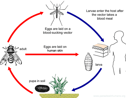 Themes of Parasitology: Dermatobia hominis: The Human Botfly