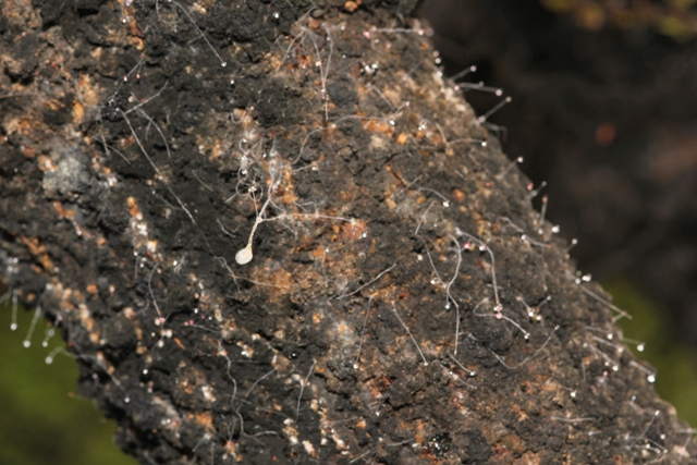 viajando: Sooty scale insect