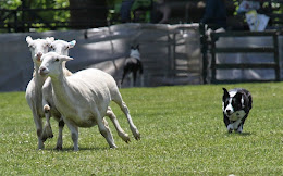 My Hybrid Life: Extinct Dog Breed - the Techichi