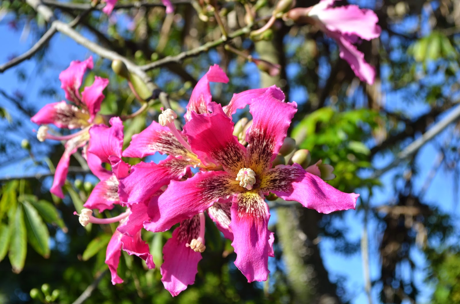 Succulent Bromeliads and others : Silk Floss Tree (Ceiba speciosa)
