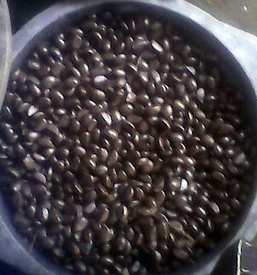 Budidaya Aren : Aren Dari A Sampai Z Dalam Foto