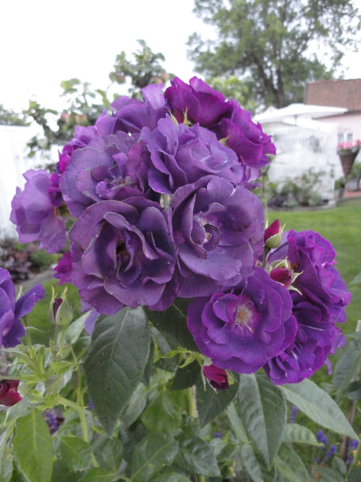 Görel Kristina Näslund: Från en annan trädgård -- lila ros