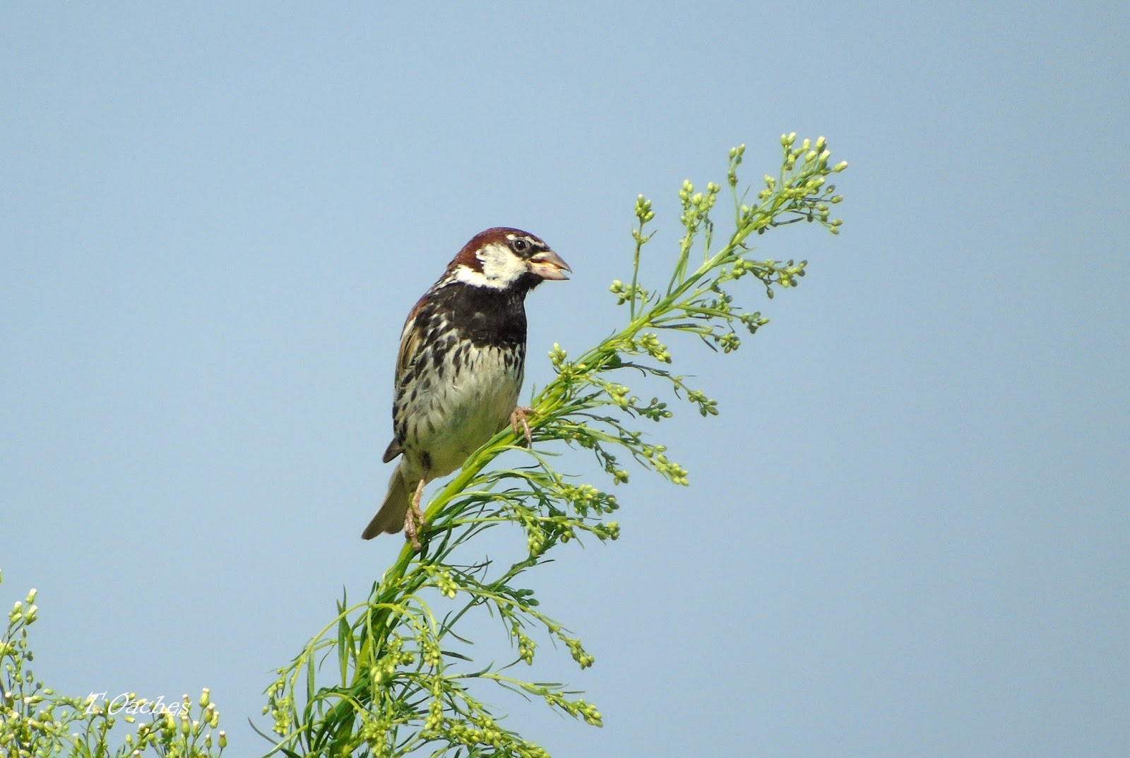 PASARI DIN ROMANIA: VRABIE NEGRICIOASA, Passer hispaniolensis