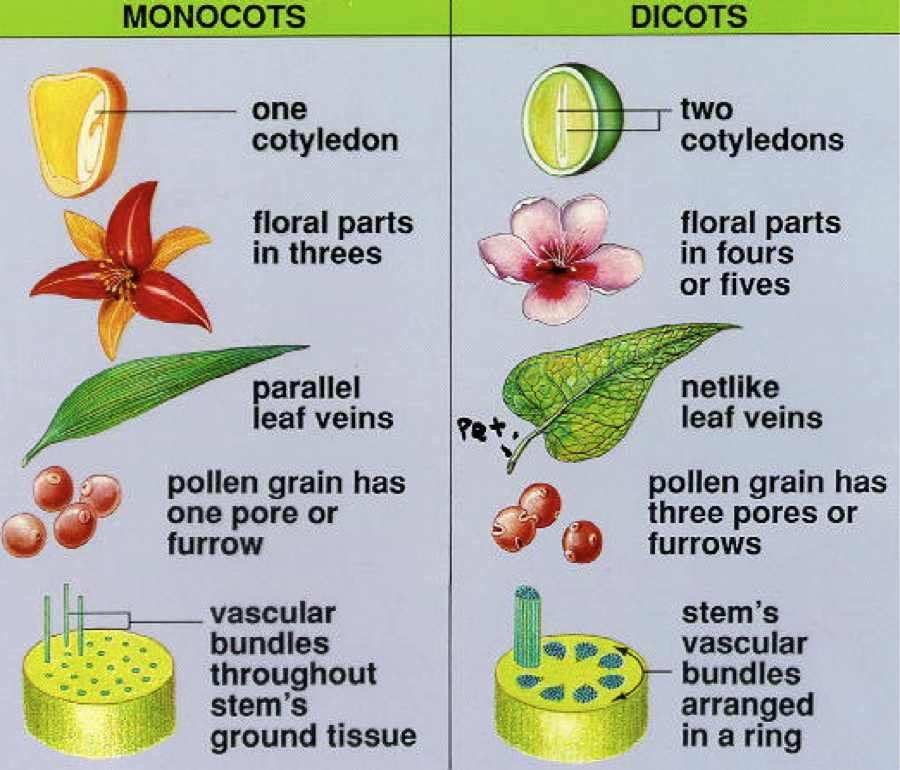 10 Examples Of Monocot Plants - Plant Ideas