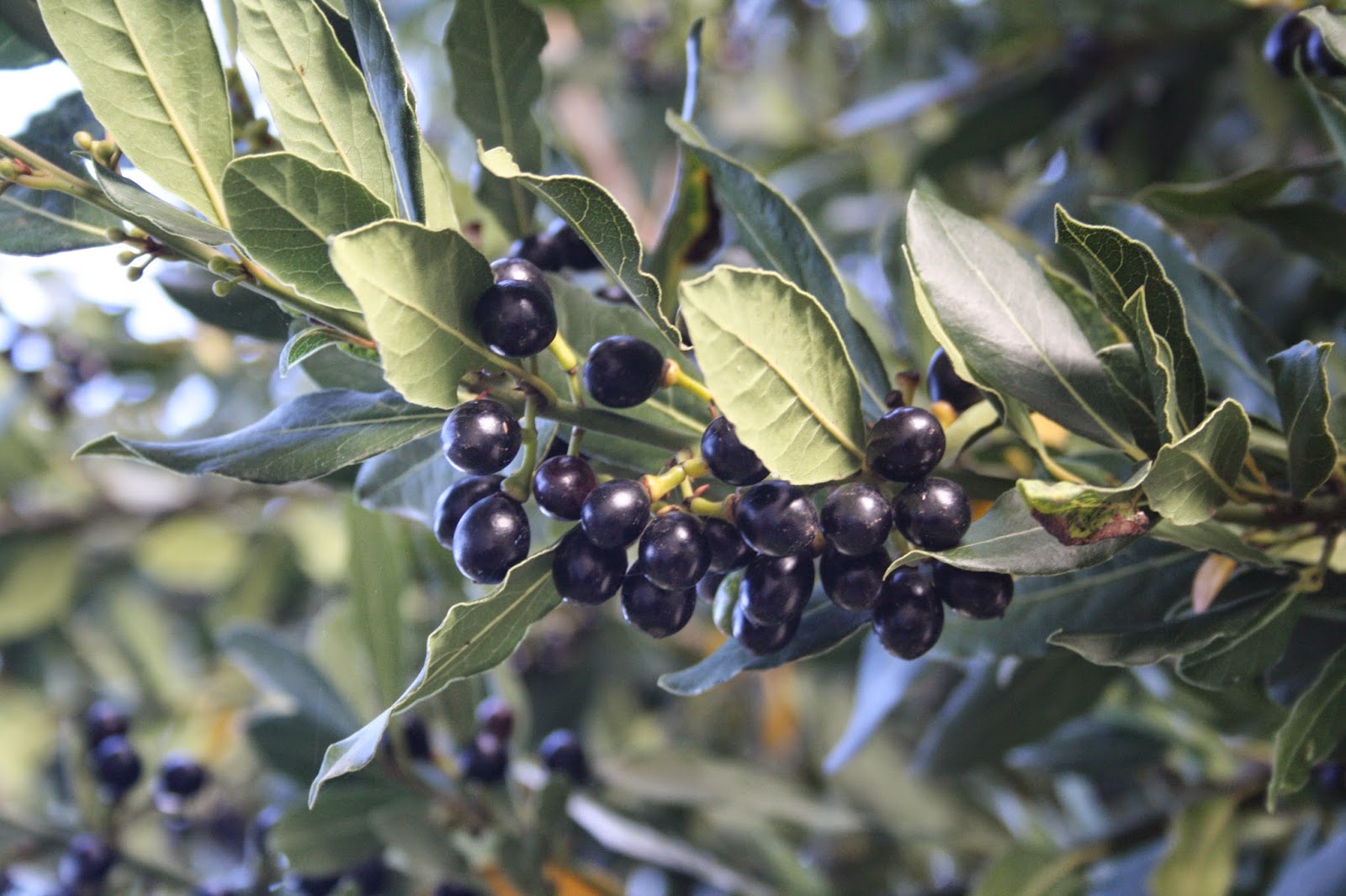 Plantas: Beleza e Diversidade: Louro ou Loureiro (Laurus nobilis)