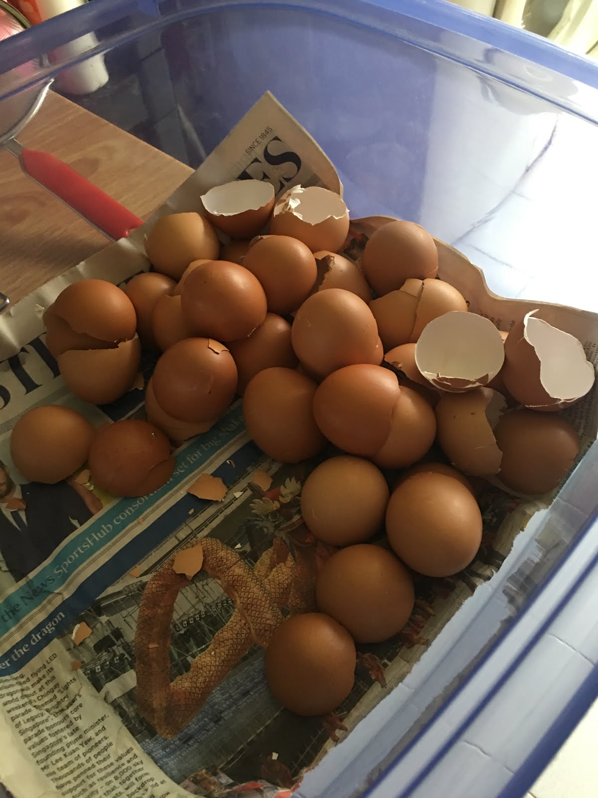 The Lazy Cook: Egg Shell Fertilizer