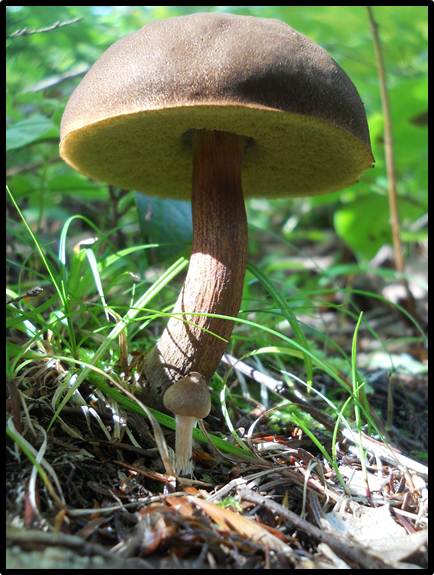 Savoir-faire à conserver: Bolets pour la débutante que je suis...