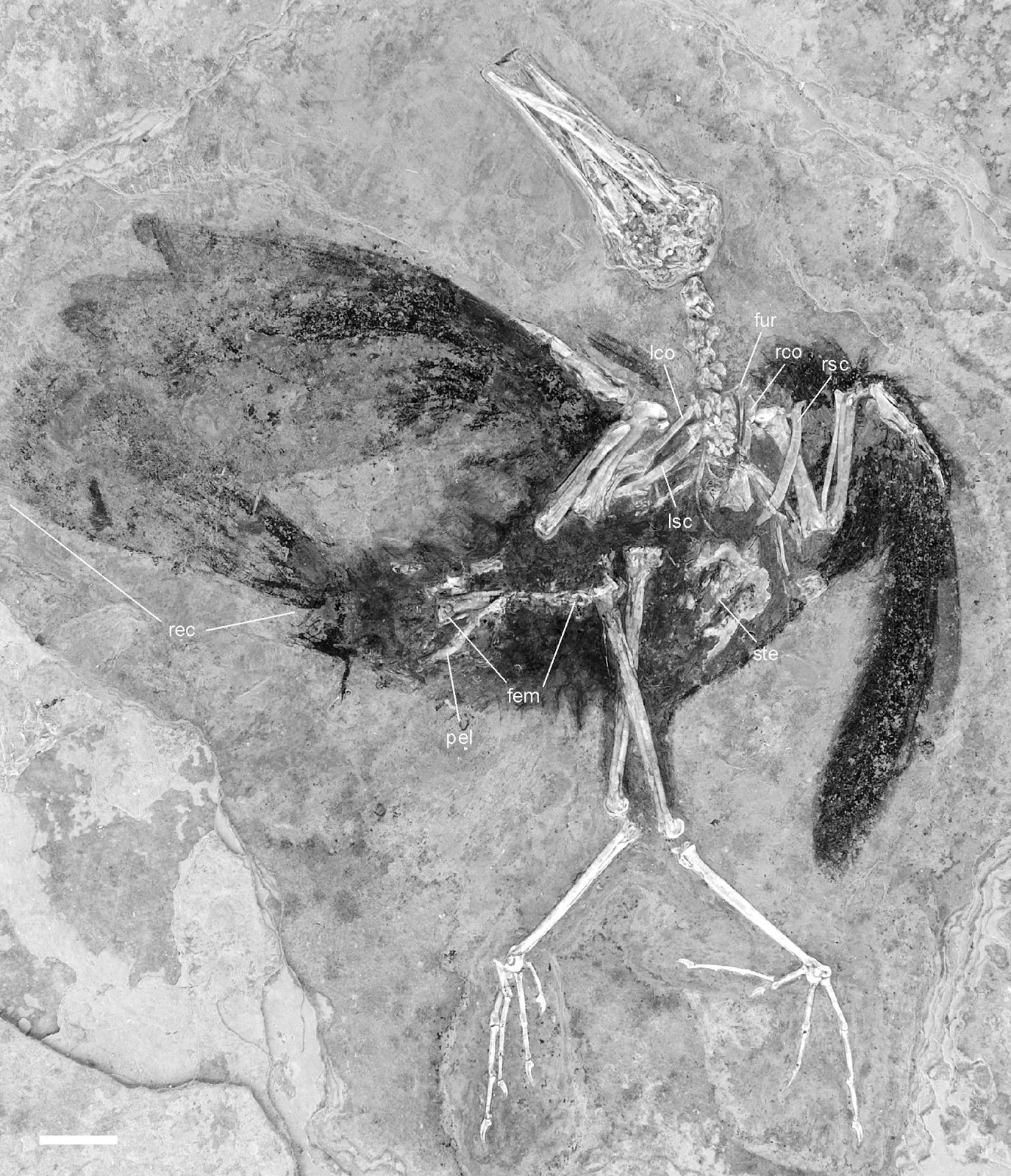 pan-Aves: Údajní fosilní papoušci pomáhají odhalit morfologickou ...