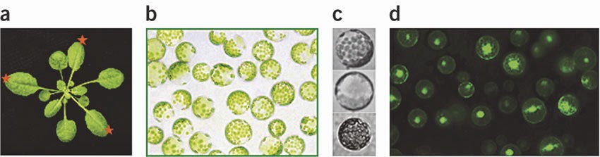 Cô lập protoplast trên Arabidopsis và rêu Physcomitrella | Thực vật học