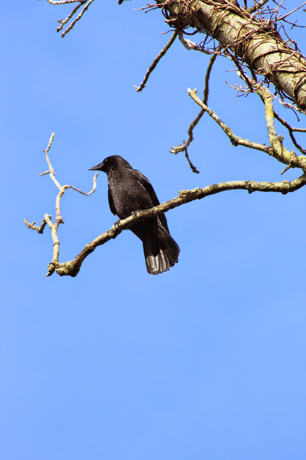 Wild Life: Carrion Crow