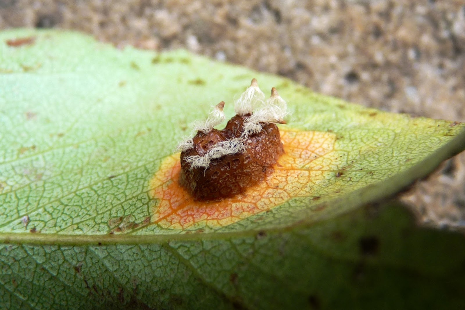 Northwest Norfolk Naturalists: Pear Gall Fungus