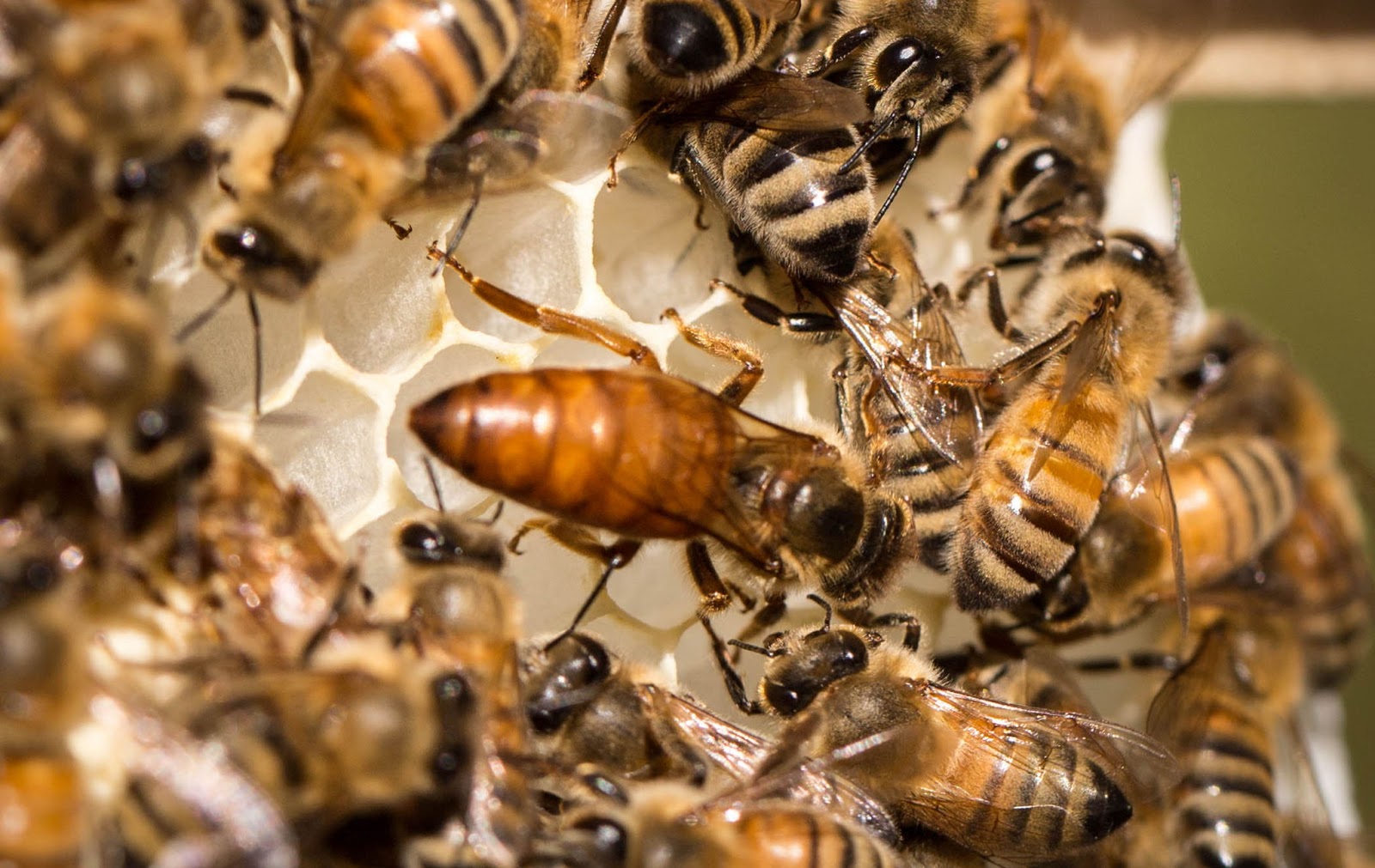 CORONA APICULTORES: SANIDAD APÍCOLA