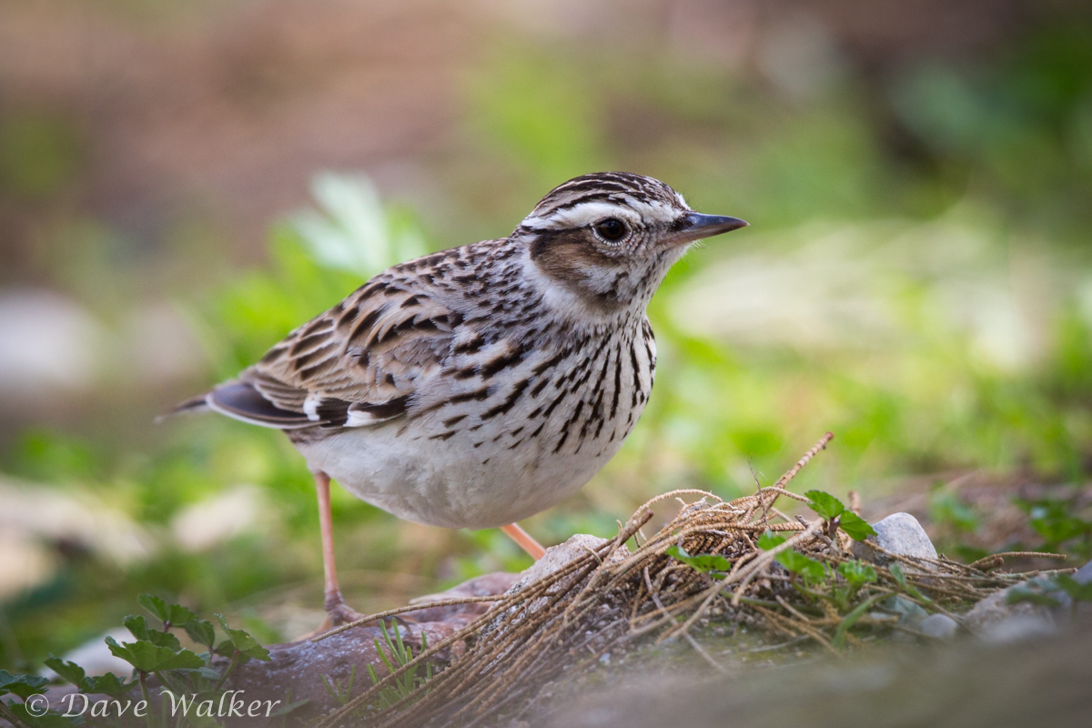 Cyprus Birds and Nature: Paphos Lighthouse