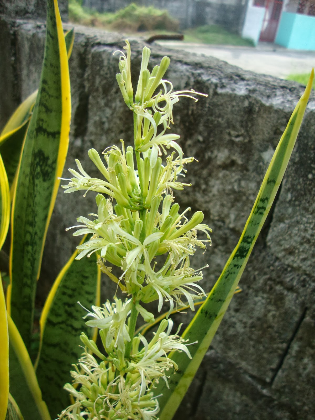 My Blog ... Activities: Espada Plant Flower