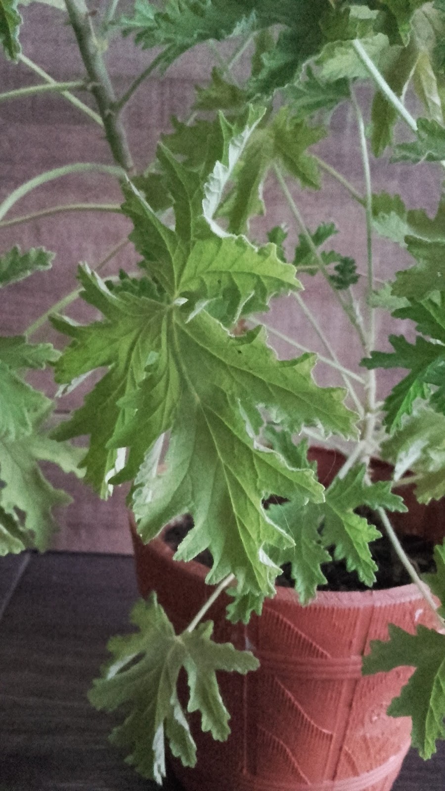 Geranium zwane anginka, cudowna jest to roślinka