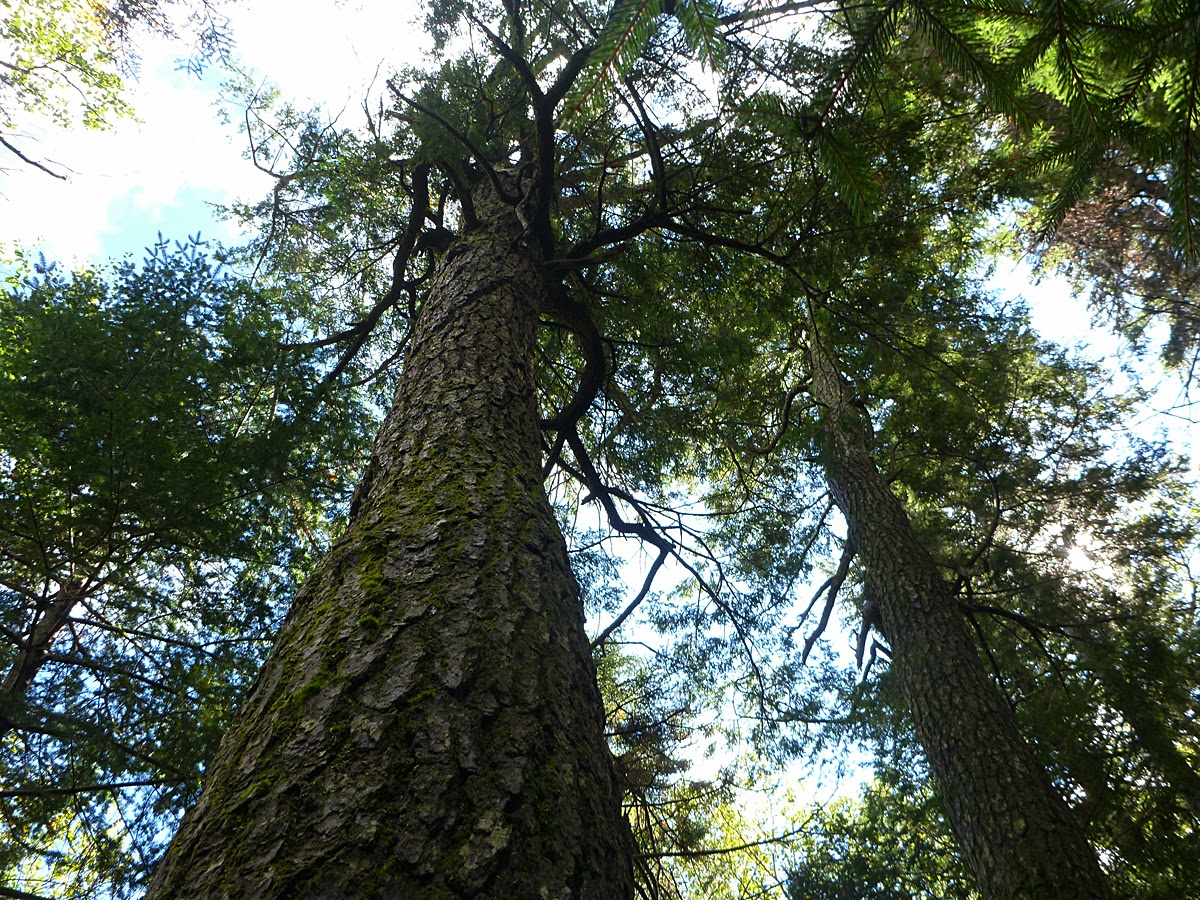 White Mountain Sojourn: 9-22-13 Old Growth Red Spruce in the Whiteface ...