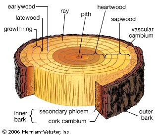 Building material quiz and article about structure of a timber tree.