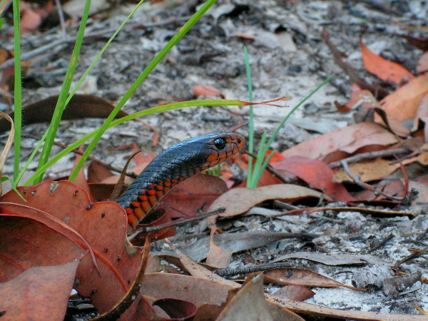 Our Beautiful World: Beautiful red snakes