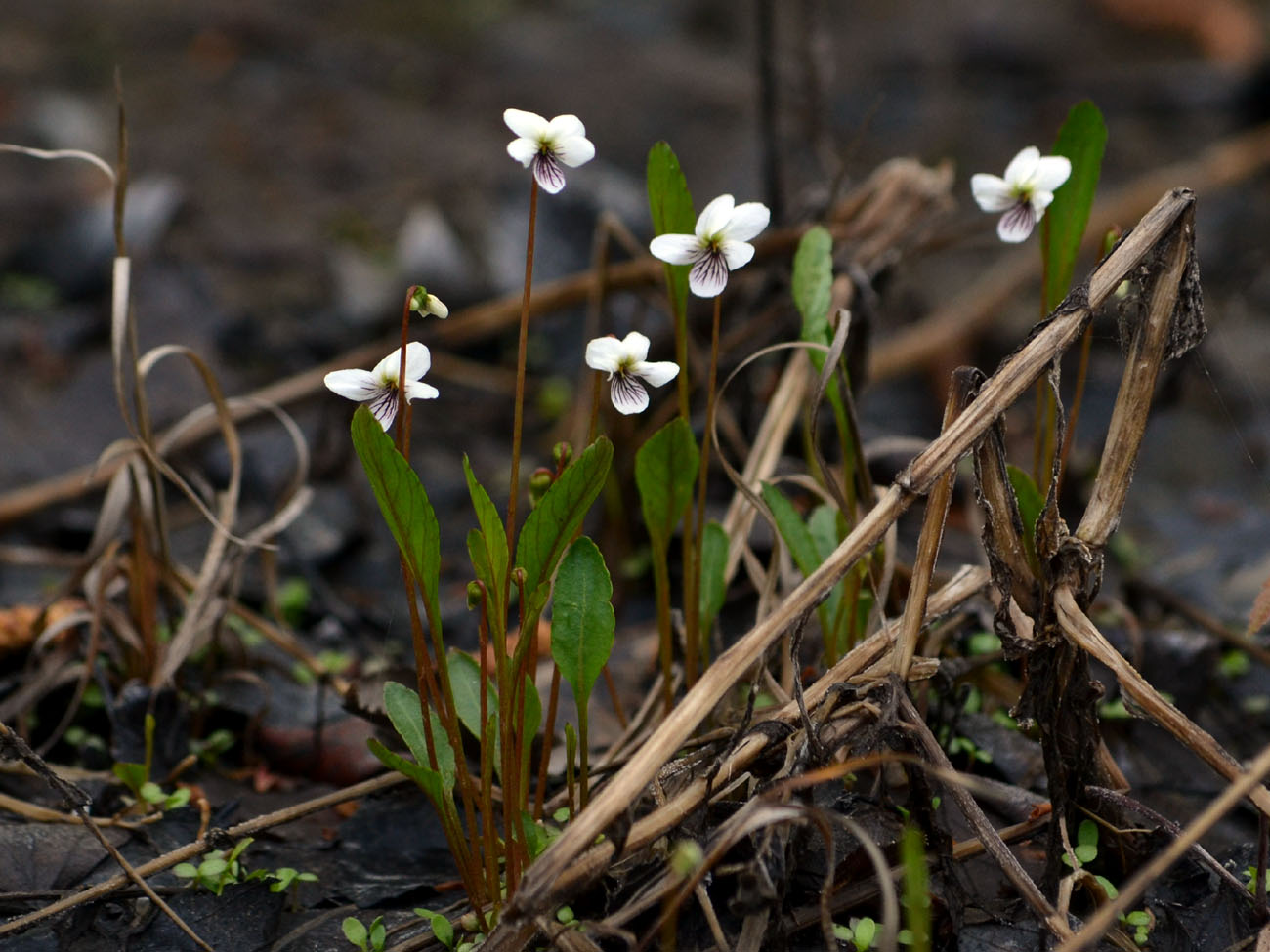 Woods Walks and Wildlife: May 2014