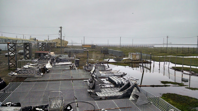 Birding on the Frontier: Utqiagvik (Barrow) Birding Hotspots