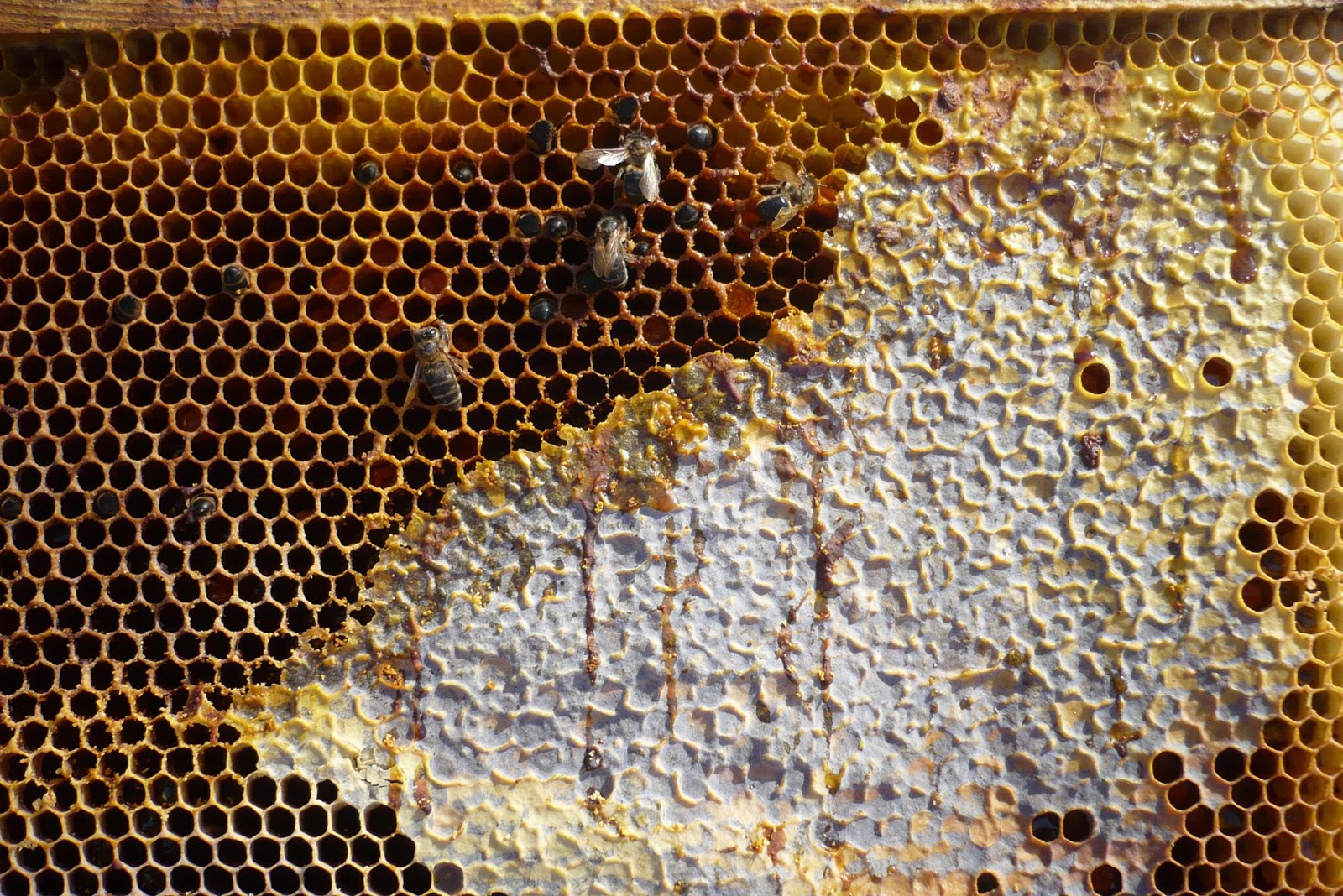 Pszczelarstwo oczami kompletnego amatora: Nosemoza pszczół