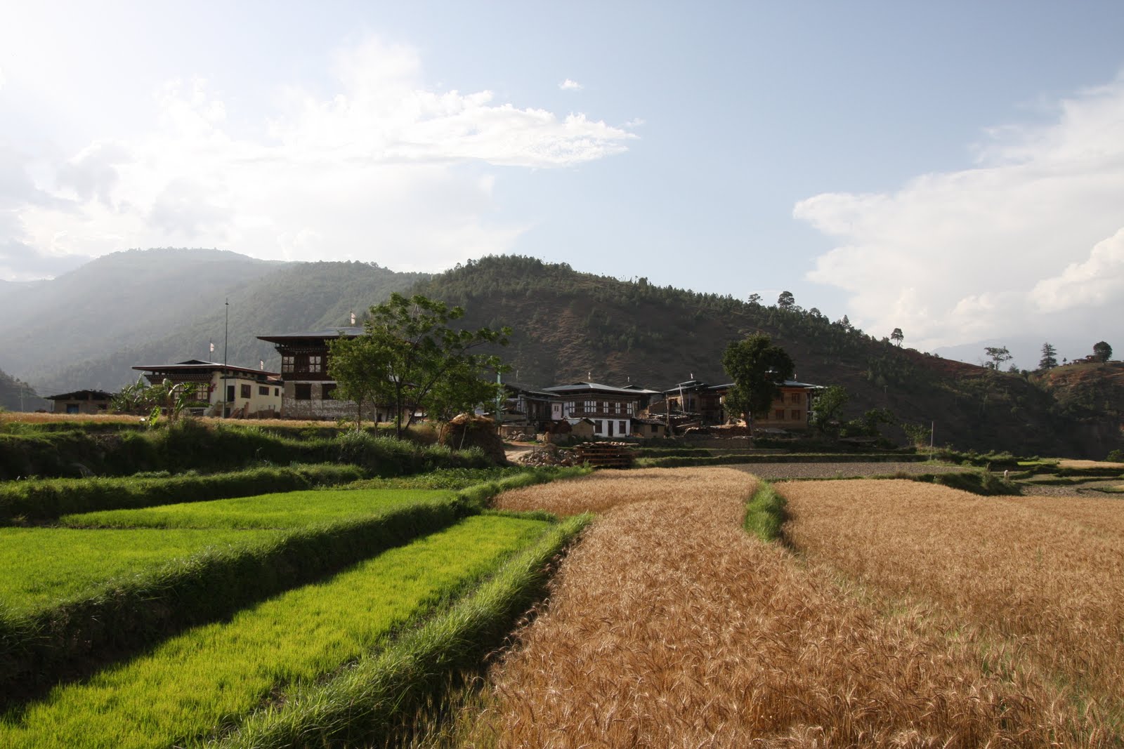 postcards: Punakha Valley