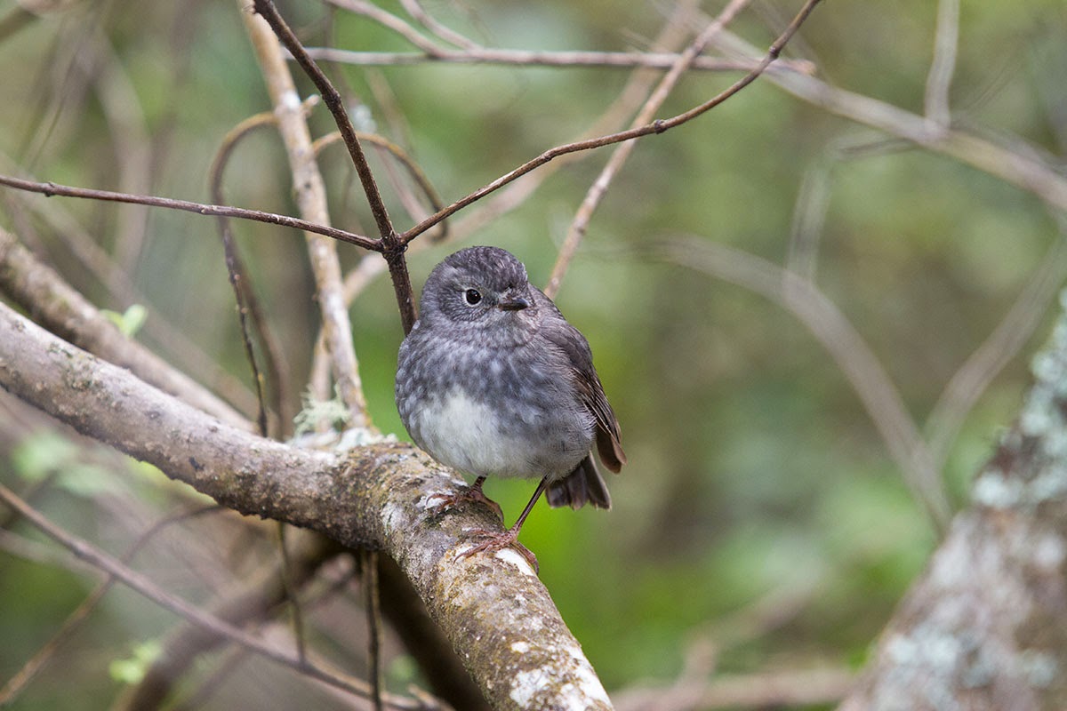 The Fantastic TiriTiri Matangi Island. - Painted Addiction