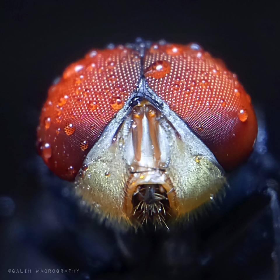 Awesome Macro Photography Insect Exreme Shot by Android Phone - Macro ...