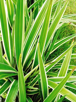Pandan kuning afrika ~ Roempoen Bamboe Nursery I Tanaman Hias Indonesia