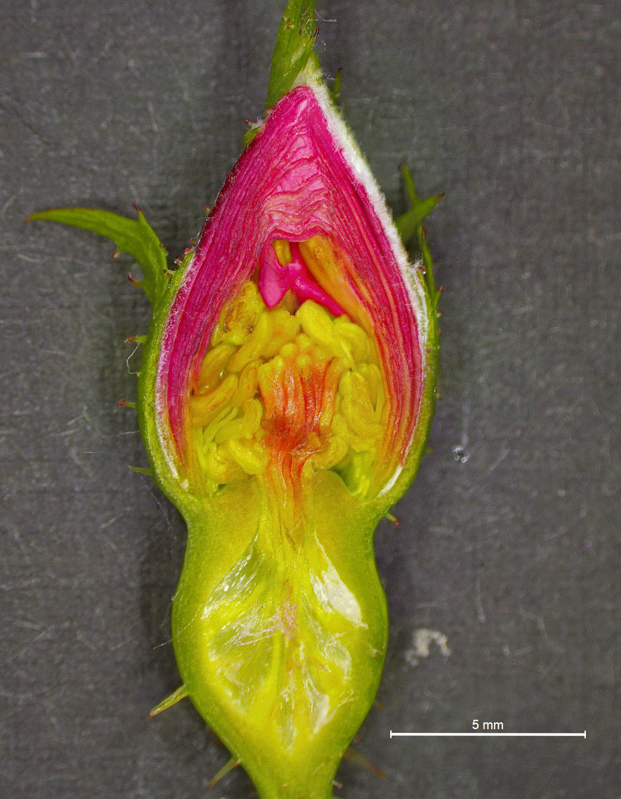 Scanning Electron Microscope Blog: Roses - More Beautiful Up Close