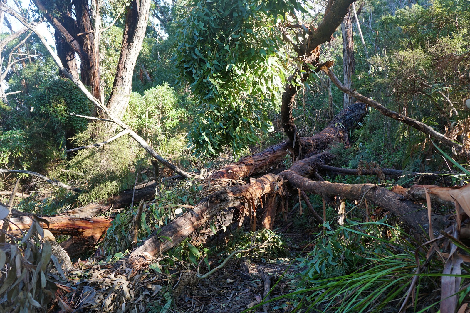 Wilsons Promontory Southern Circuit (VIC) - Sealers Cove to Little ...