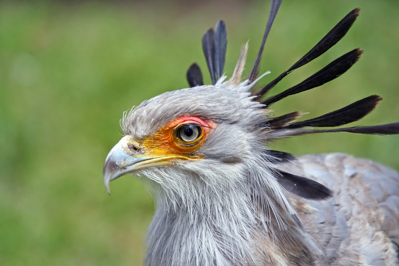 Animals of the world: Secretarybird