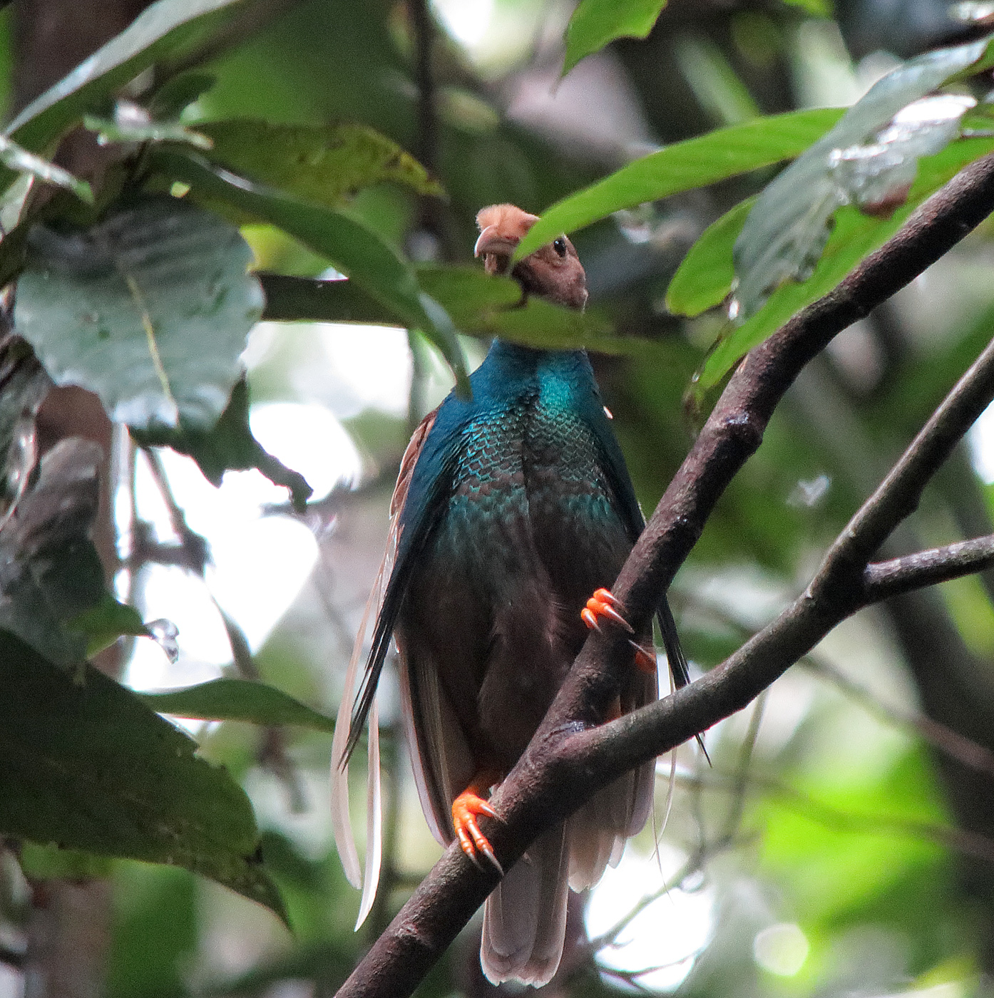 Normanby Nature: Wallace's Standardwing