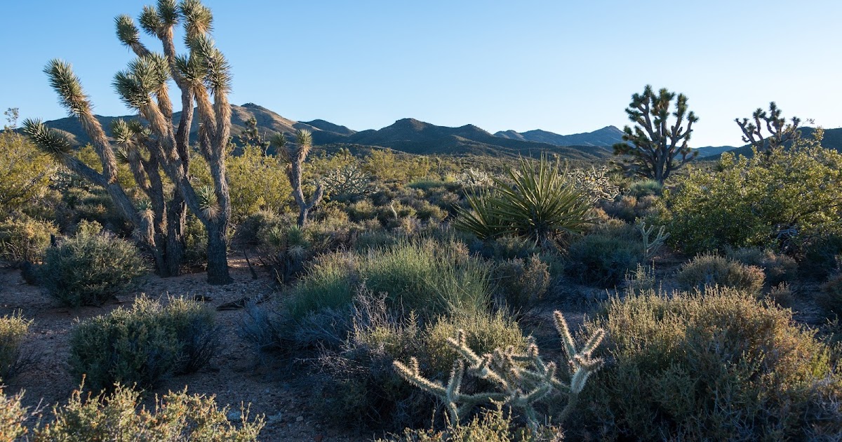 BLM Seeks Public Input on Wind Project That Would Jeopardize Joshua ...