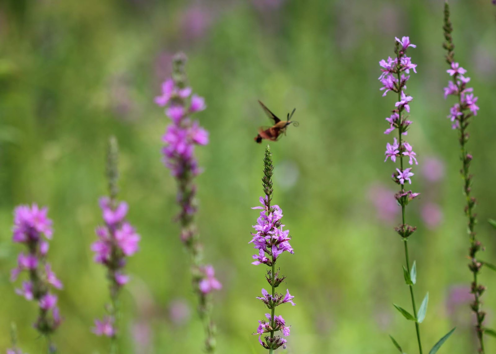 Red House Garden: Biological Control of Purple Loosestrife