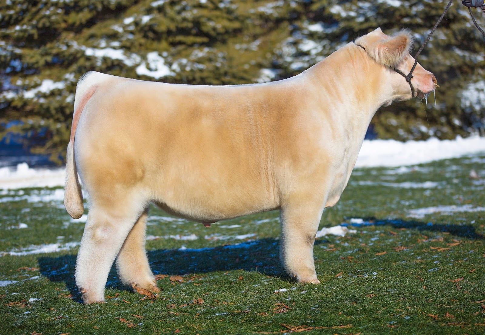 RCC Blog: Rodgers Bulls