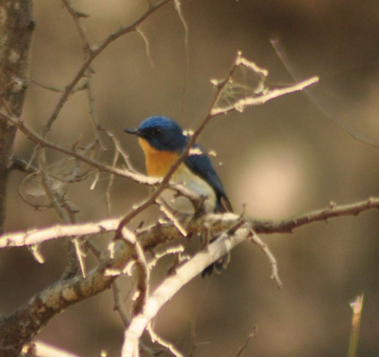MENGENAL BURUNG TLEDEKAN GUNUNG | Tips Petani