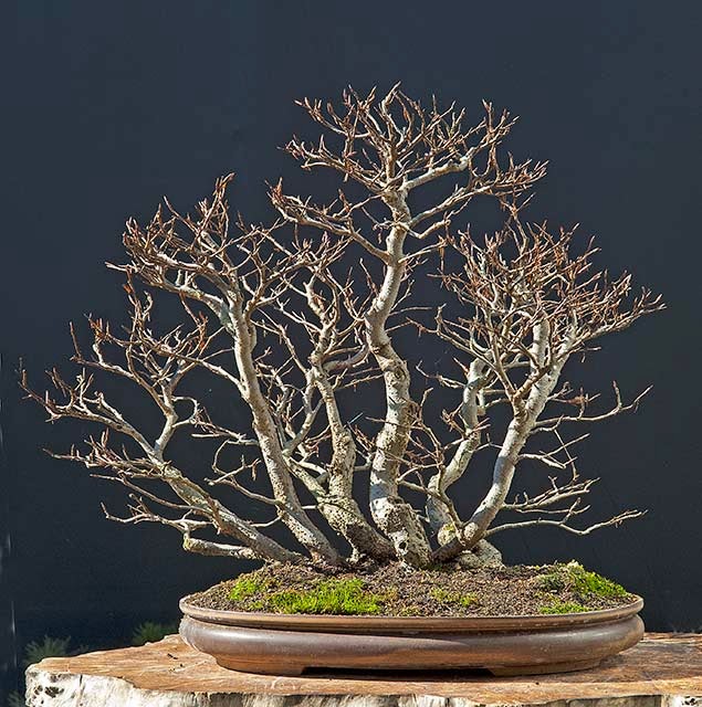 Walter Pall Bonsai Adventures: European beech #4