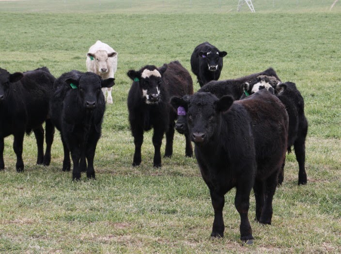 From The Heart of Beef: Pasture to Plate: The Beef Life Cycle